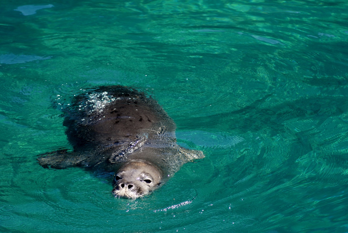 Monk Seal In Hawaii