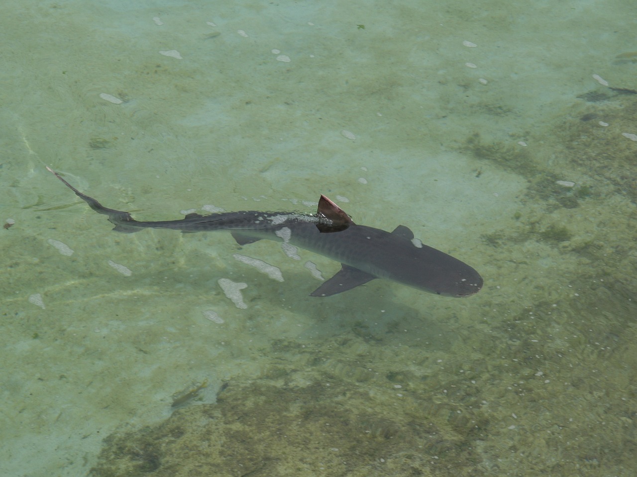 Types of Sharks Found in Kauai Waters | Kauai Sea Tours