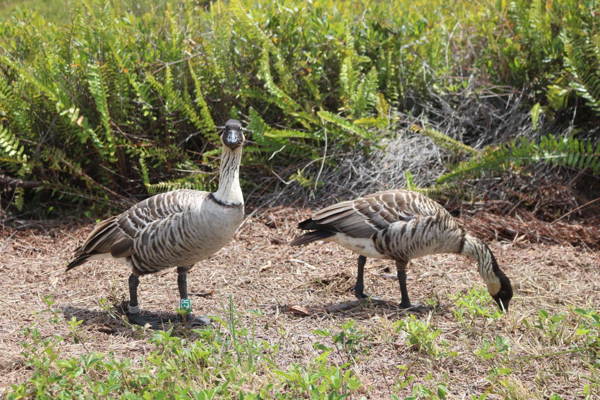 The Nene Goose - A Full Guide To Hawaii's State Bird
