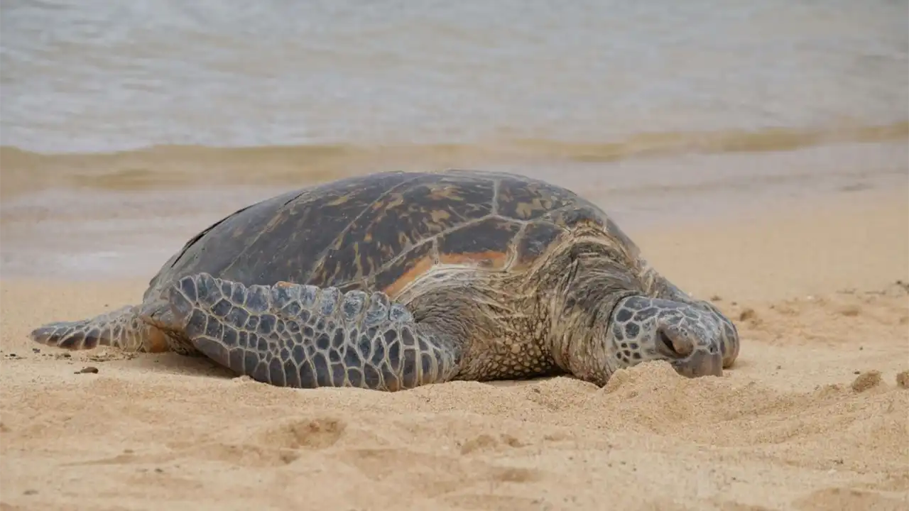 What to Know About Hawaiian Green Sea Turtles | Kauai Sea Tours